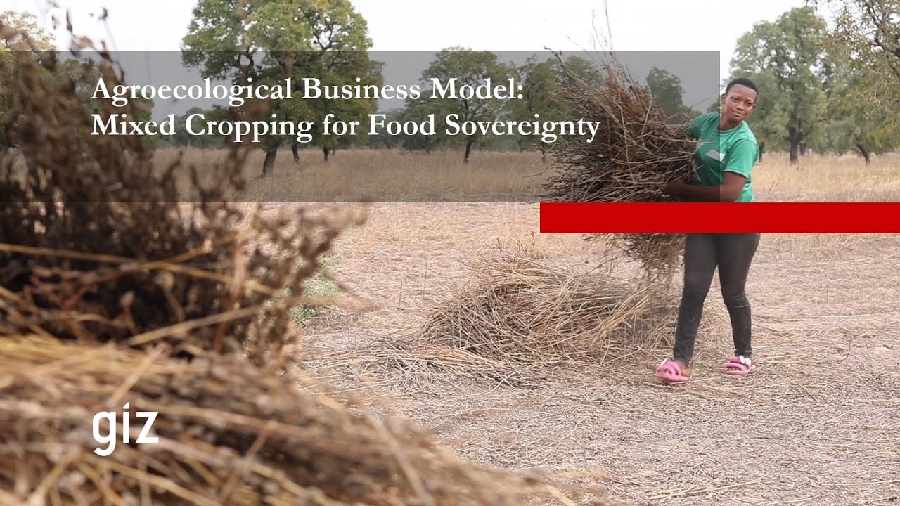 Mixed Cropping for Food Sovereignty - 360° AgriJobs